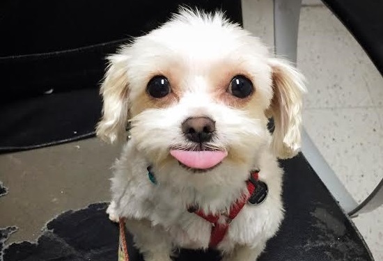 i just realized my dog is blepping in this image : r/MadeMeSmile