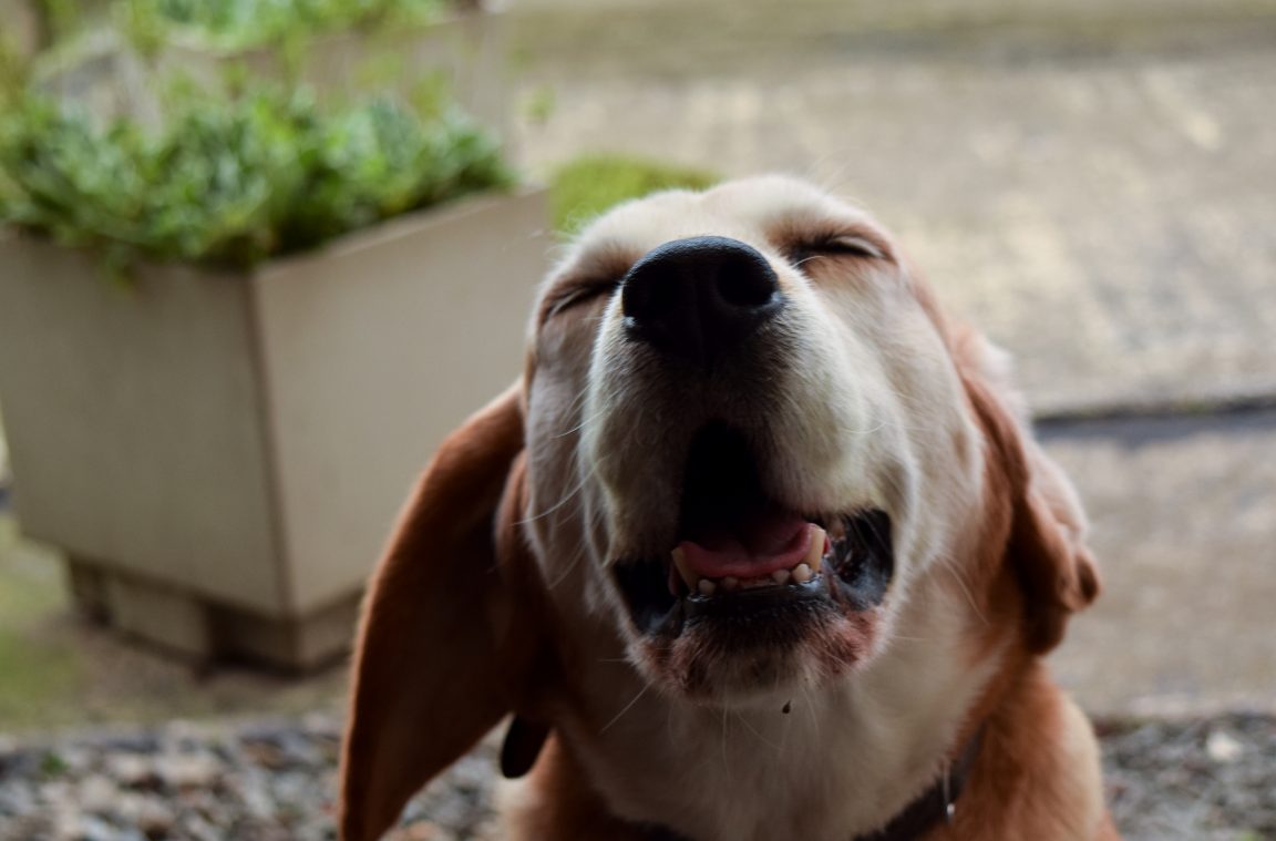 Can hay fever affect dogs? Here’s what you need to know - DogBuddy Blog