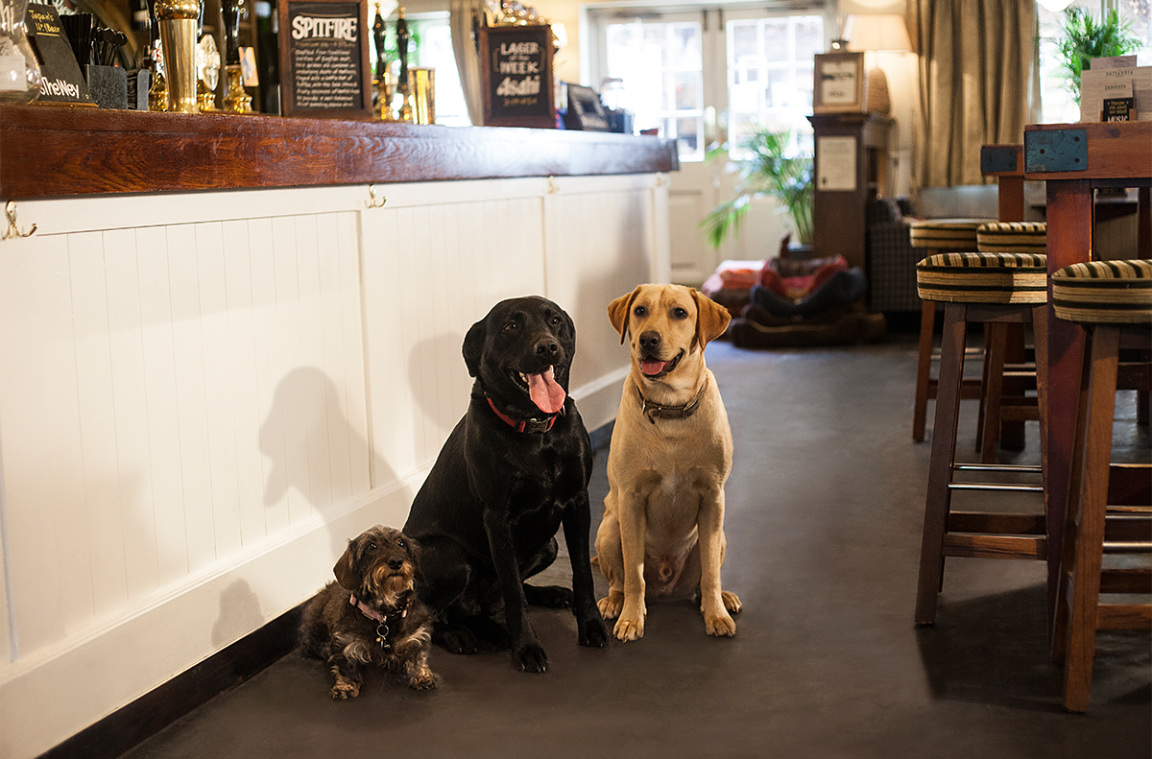 Who’s judging the dog-friendly pub awards? Introducing: Ed Bedington ...