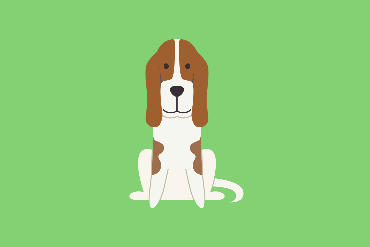 Get to know: the Basset Hound Dog Breed, History, Health ...