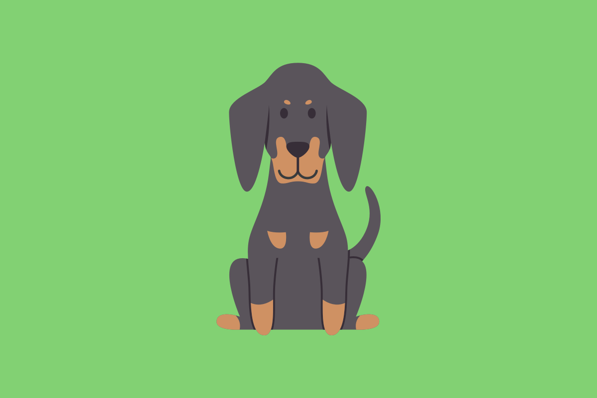 Get to know: the Dachshund Dog Breed, History, Health, Characteristics ...