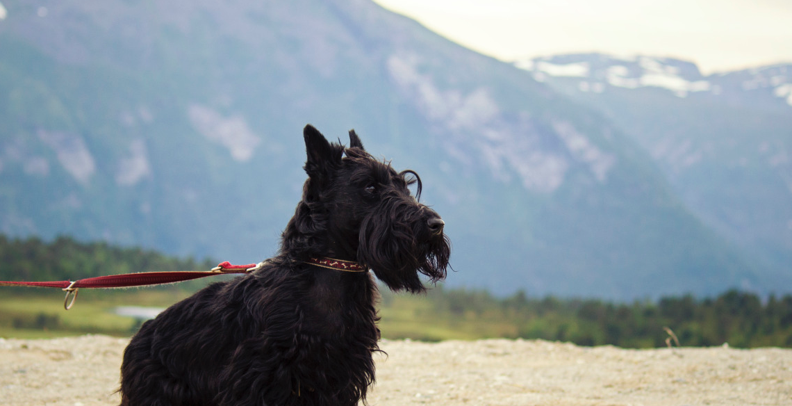 Races De Chiens Avec Moustaches